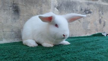 Rabbits | The Malta Rabbit Club - Since 1963