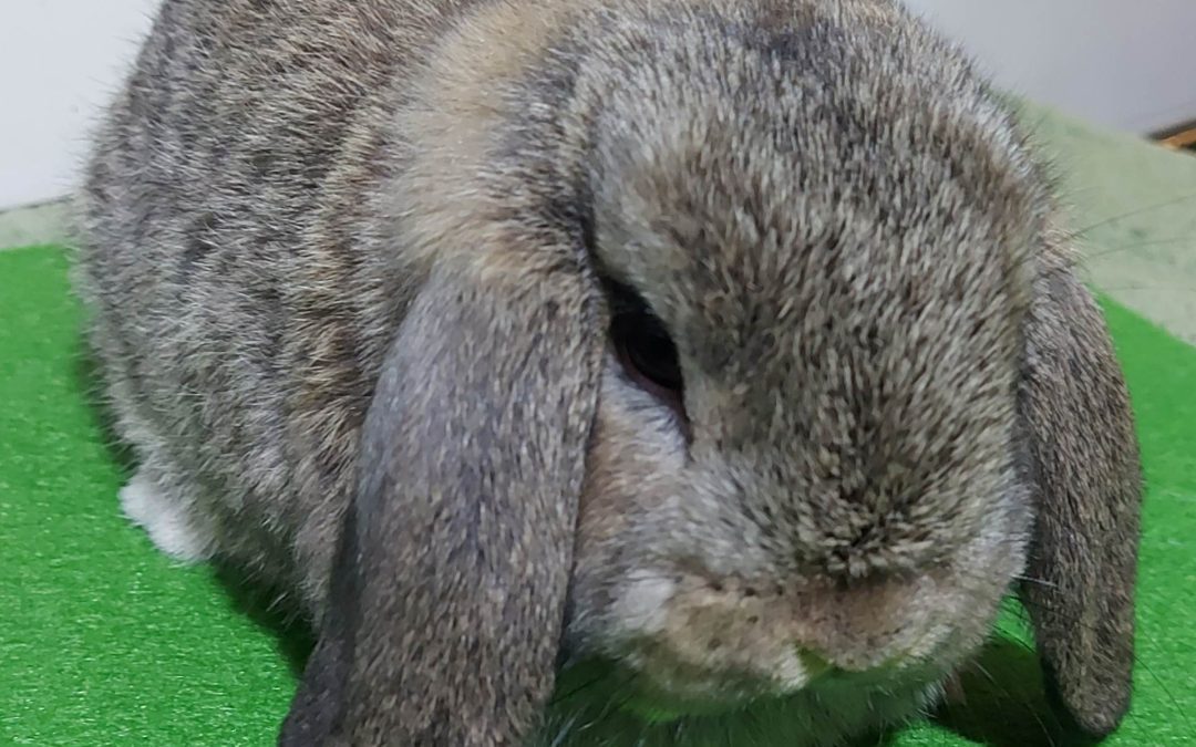 Rabbits | The Malta Rabbit Club - Since 1963